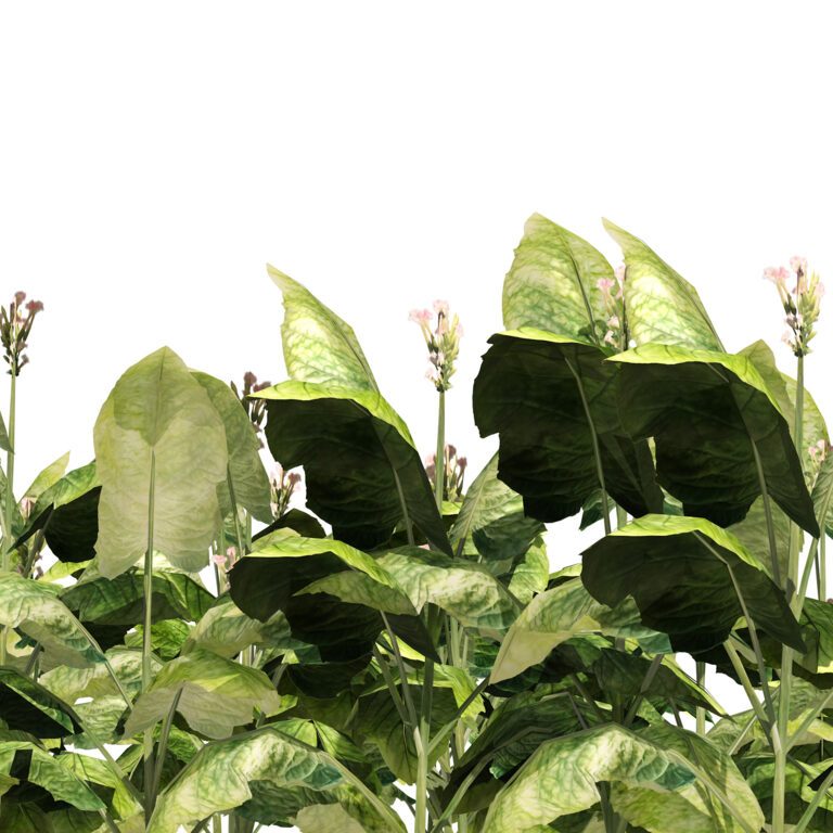 Tobacco Plants Field (333148) 3D model - Download 3D model Tobacco ...