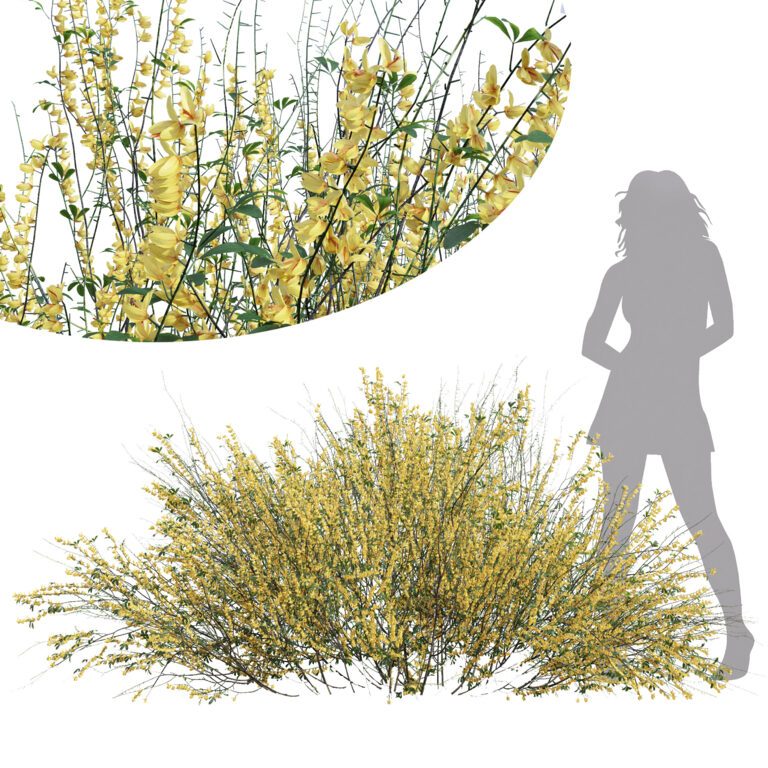 Cytisus scoparius Medium Bush (333376) 3D model - Download 3D model ...