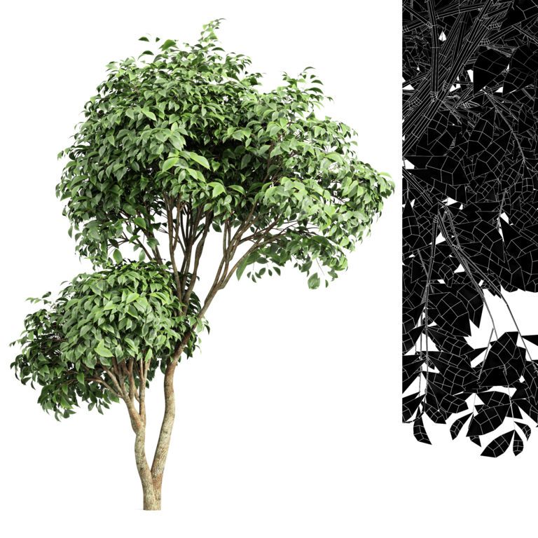 Japanese Cherry Leaf and Joy Perfume Orange Michelia and Catalpa ...