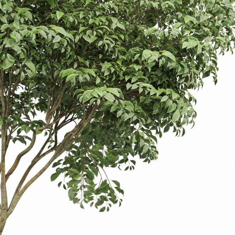 Japanese Cherry Leaf and Joy Perfume Orange Michelia and Catalpa ...