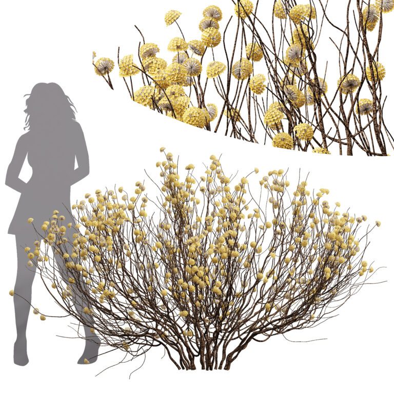 Edgeworthia Chrysantha Paperbush Bush (334609) 3D model - Download 3D ...