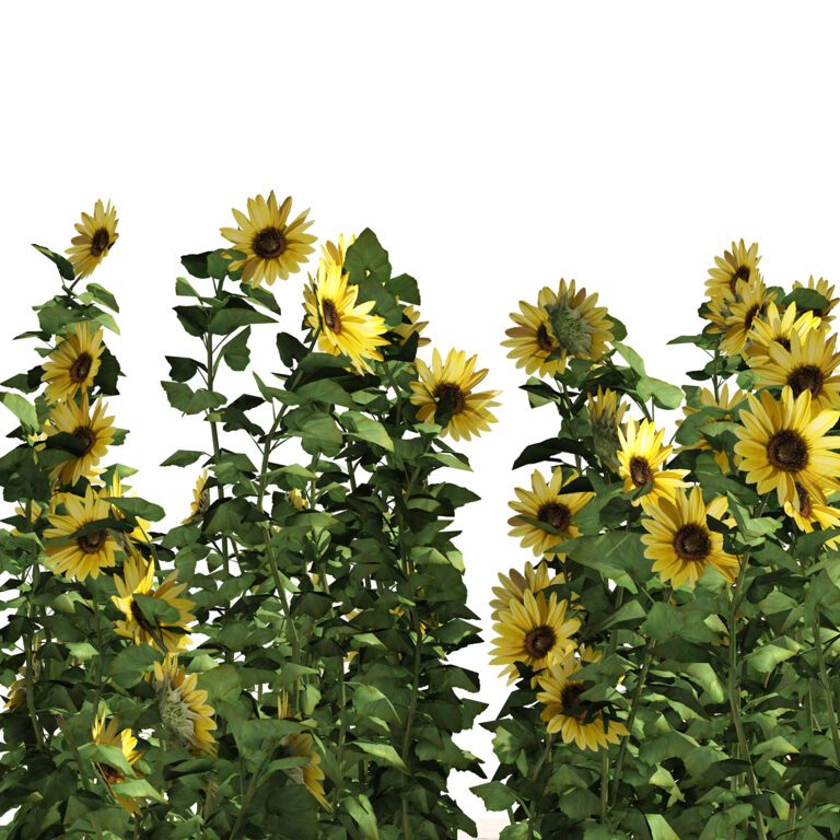 Sunflower field (337702) 3D model - Download 3D model Sunflower field ...