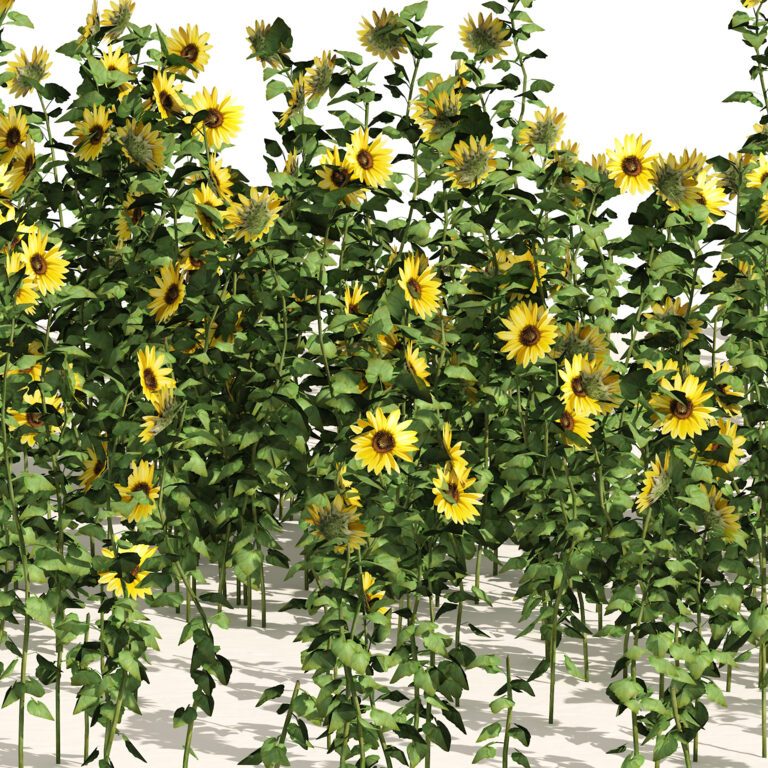Sunflower field (337702) 3D model - Download 3D model Sunflower field ...