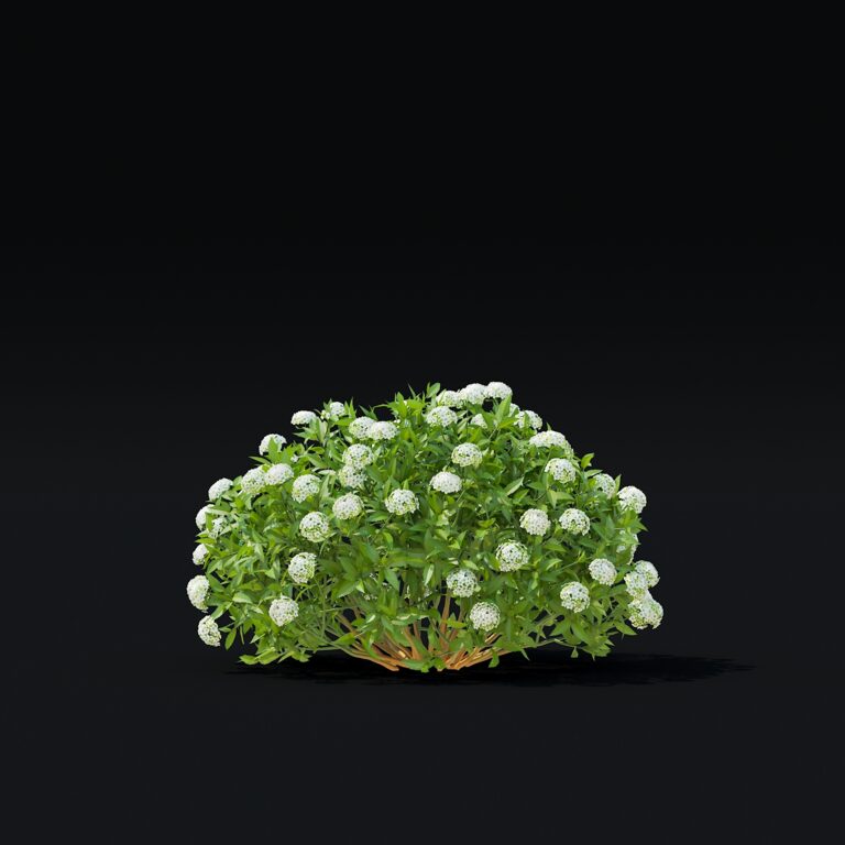 Spiraea japonica Albiflora (339027) 3D model - Download 3D model ...