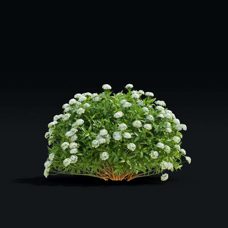 Spiraea japonica Albiflora (339027) 3D model - Download 3D model ...