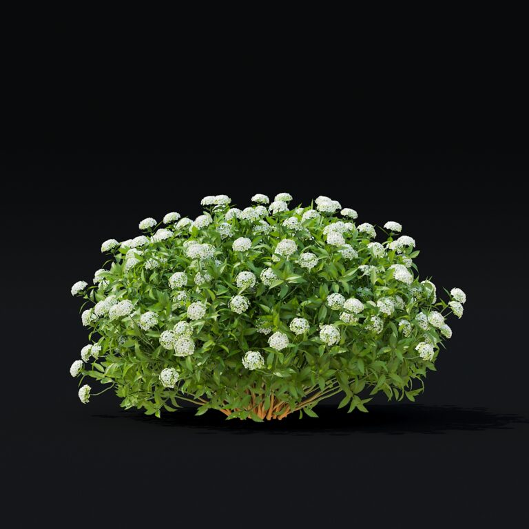 Spiraea japonica Albiflora (339027) 3D model - Download 3D model ...