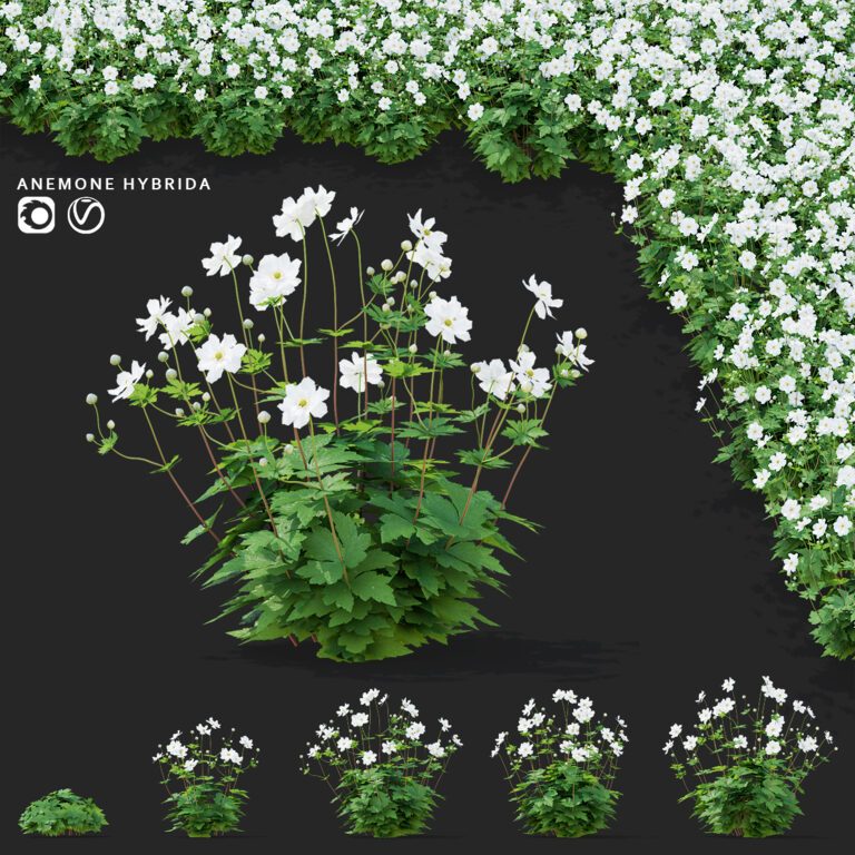 Anemone hybrid bushes | Anemona hybrida (345645) 3D model - Download 3D ...