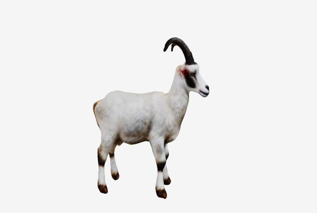 Fauna 3D models - Download 3D models | 3d-baza.com