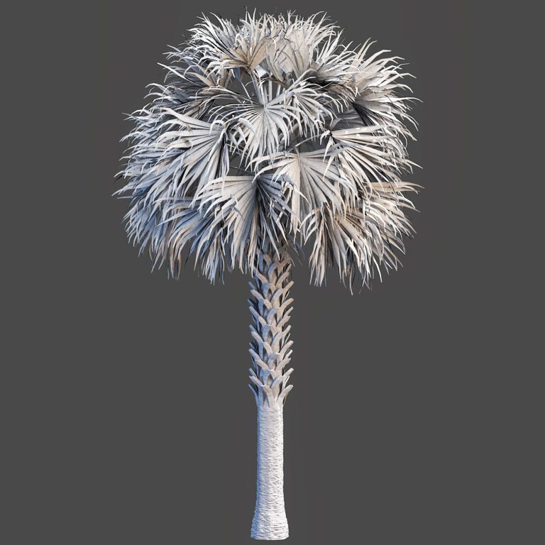 Palm Tree Set 03 (347371) 3D model - Download 3D model Palm Tree Set 03 ...