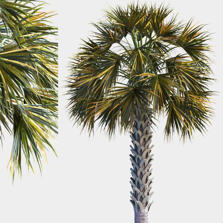 Palm Tree Set 03 (347371) 3D model - Download 3D model Palm Tree Set 03 ...