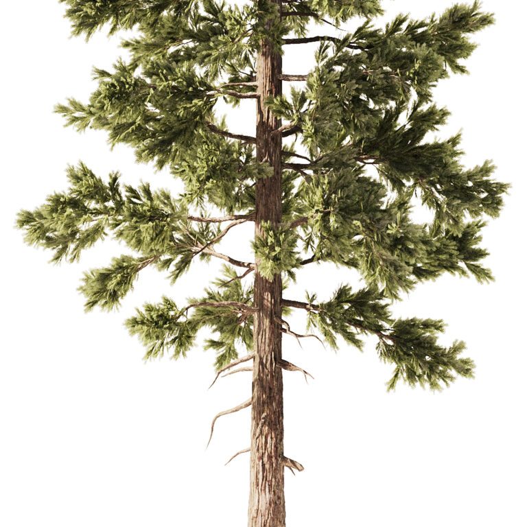 Pine Tree Set1 (349377) 3D model - Download 3D model Pine Tree Set1 ...