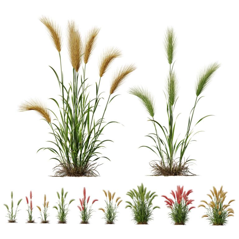 Plants Hordeum Jubatum Foxtail Barley Ornementale Orge Version05 ...