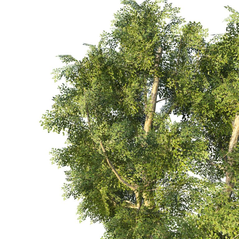 4 season London plane trees (350973) 3D model - Download 3D model 4 ...