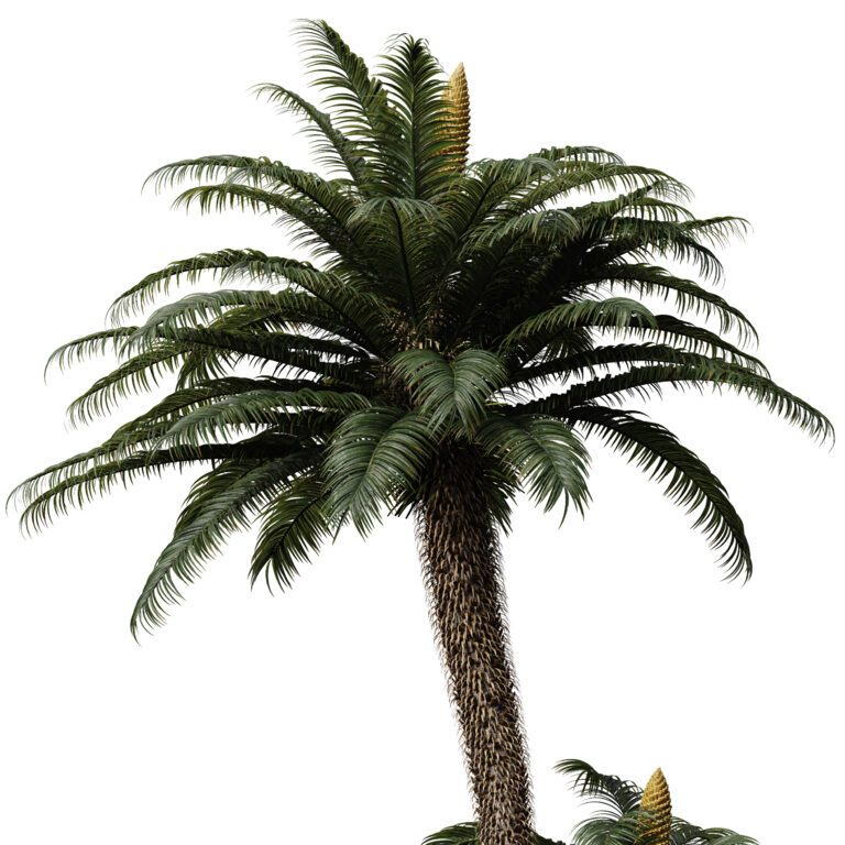 New Tree High detail Cycas Revoluta Palmfarn Fruit Tree Family (351847 ...