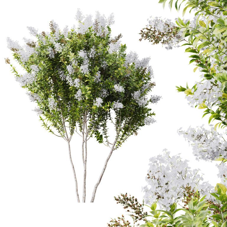 Plants Myrtle White Flower (355167) 3D model - Download 3D model Plants ...