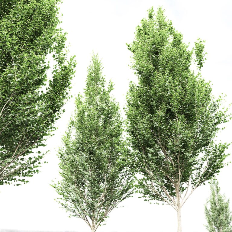 Carpinus betulus tree (355295) 3D model - Download 3D model Carpinus ...