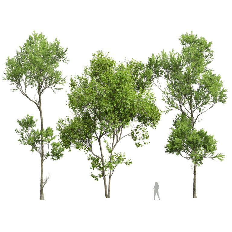 Spring trees (356254) 3D model - Download 3D model Spring trees (356254 ...