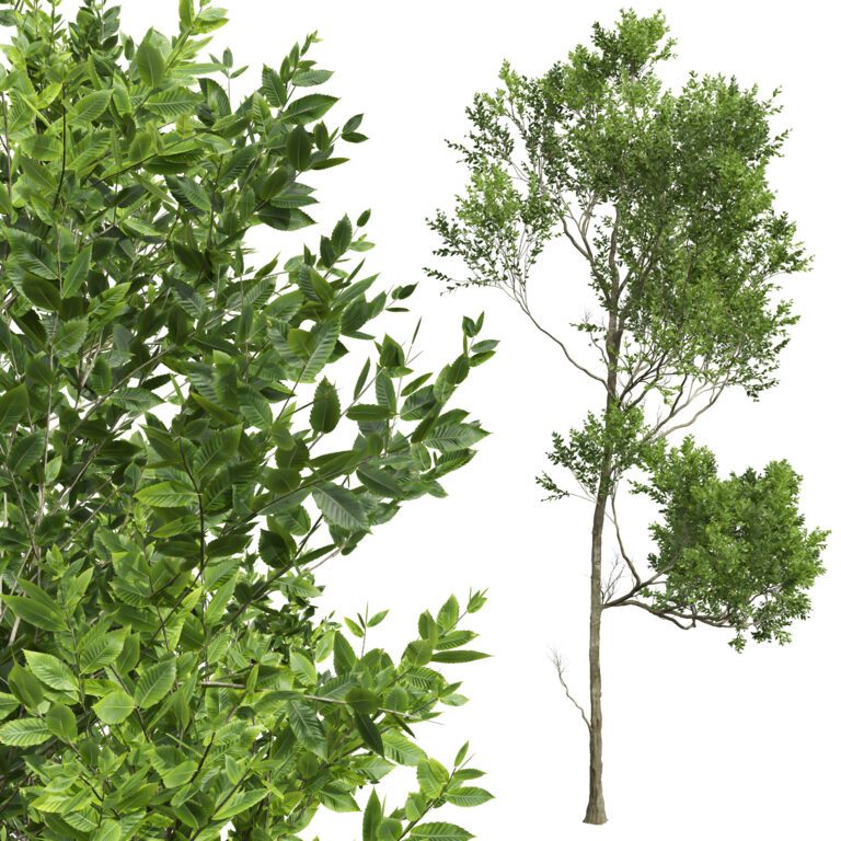 Spring trees (356254) 3D model - Download 3D model Spring trees (356254 ...