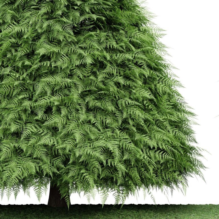 HQ Cone shaped green coniferous Rocky Mountain Juniper trees (359615 ...