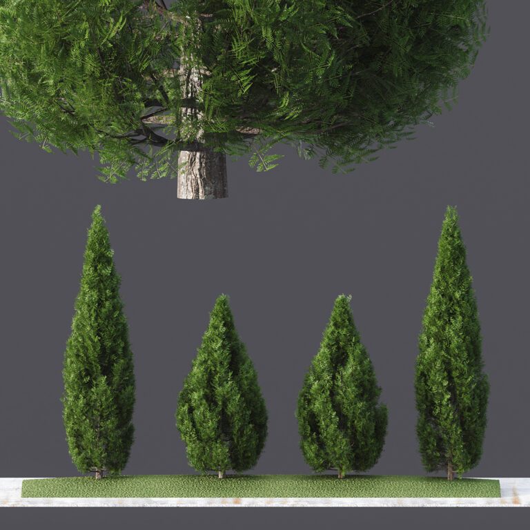 HQ Cone shaped green coniferous Rocky Mountain Juniper trees (359615 ...