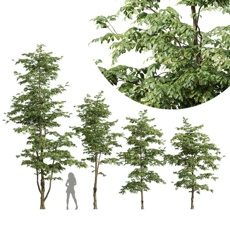 Carpinus betulus tree (359735) 3D model - Download 3D model Carpinus ...