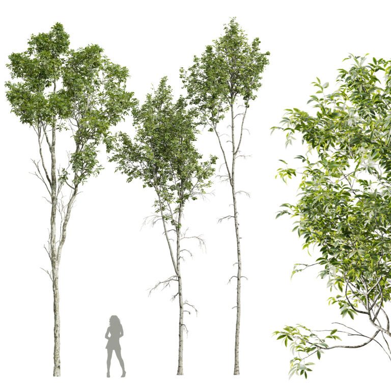 Betula Pendula and Castanea Sativa (360060) 3D model - Download 3D ...