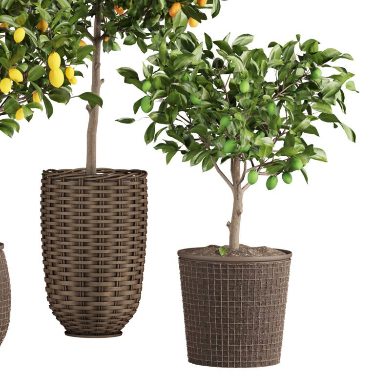 Lemon Tree Collection (360776) 3D model - Download 3D model Lemon Tree ...
