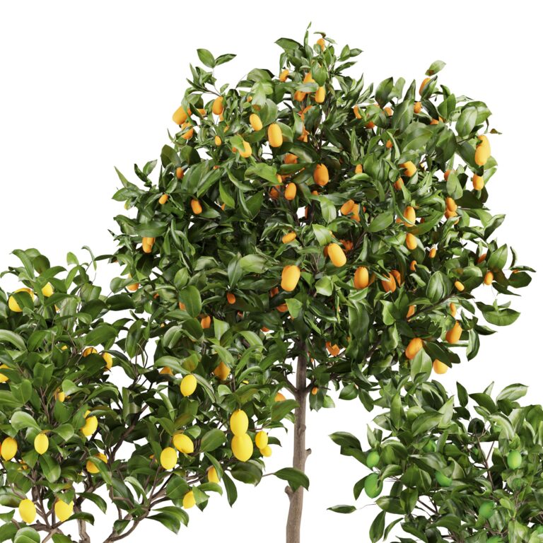 Lemon Tree Collection (360776) 3D model - Download 3D model Lemon Tree ...