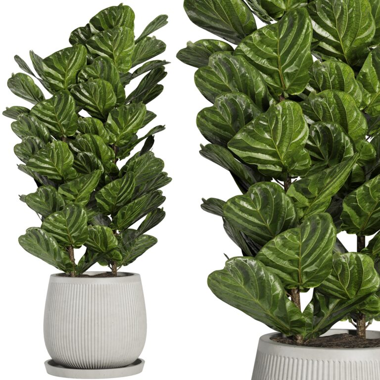 Indoor Plant Set 42 - Ficuse in pot (360802) 3D model - Download 3D ...