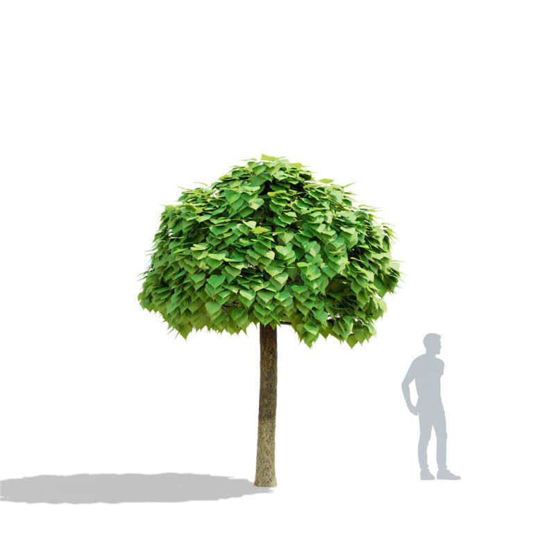Catalpa bignonia trees | Catalpa bignonioides Nana (360970) 3D model ...