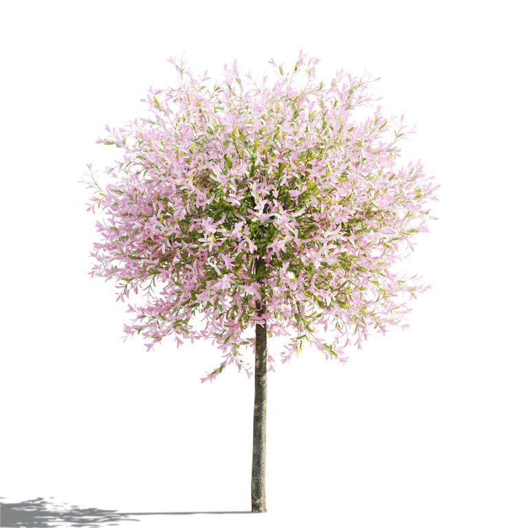 Japanese willow "Hakuro-Nishiki" trees | Salix integra hakuro-nishiki ...