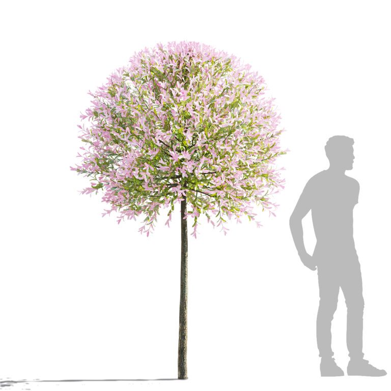 Japanese willow "Hakuro-Nishiki" trees | Salix integra hakuro-nishiki ...