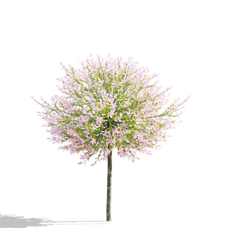 Japanese willow "Hakuro-Nishiki" trees | Salix integra hakuro-nishiki ...