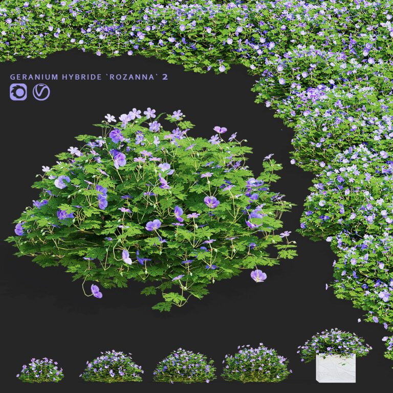 Герань гибридная кусты | Geranium hybride Rozanne 2 (360989) 3D модель ...