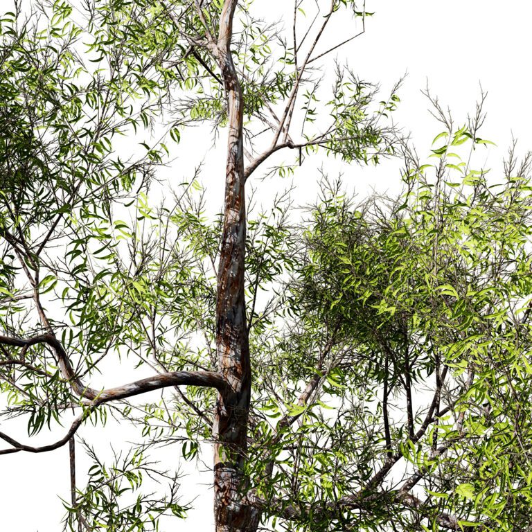 Realistic Gum Tree 3D Models (362204) 3D model - Download 3D model ...