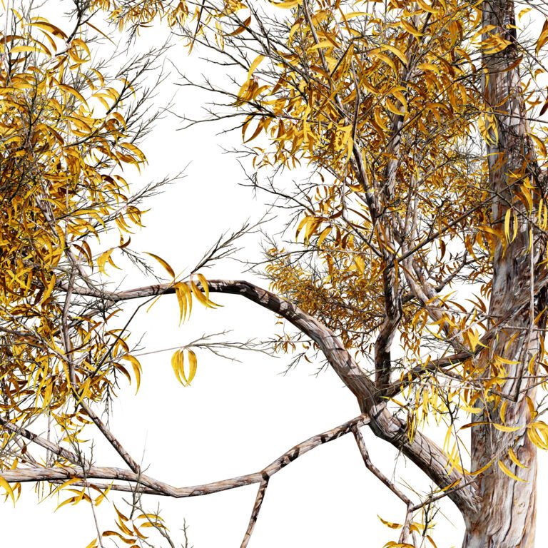 Realistic Gum Tree 3D Models (362204) 3D model - Download 3D model ...