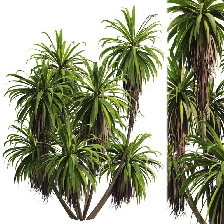 Mountain Cabbage Tree (362623) 3D model - Download 3D model Mountain ...