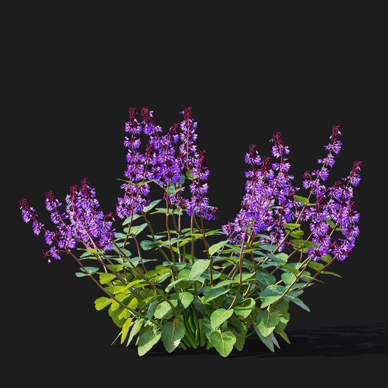 Salvia verticillata (362835) 3D model - Download 3D model Salvia ...