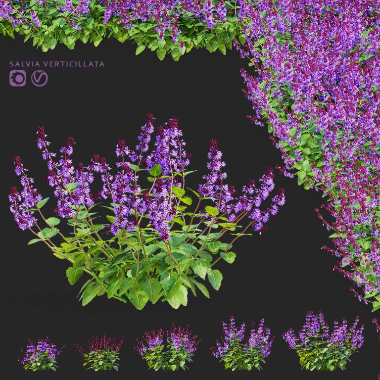 Salvia verticillata (362835) 3D model - Download 3D model Salvia ...
