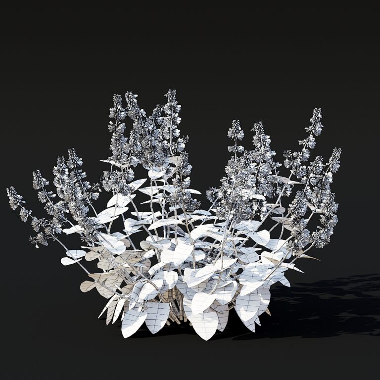 Salvia verticillata (362835) 3D model - Download 3D model Salvia ...