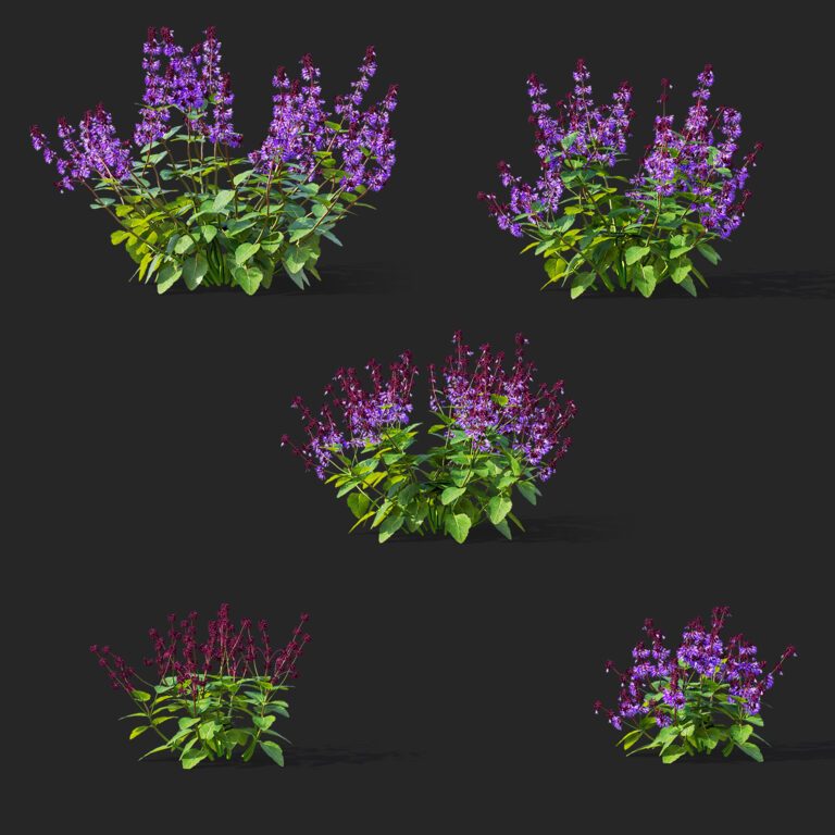 Salvia verticillata (362835) 3D model - Download 3D model Salvia ...