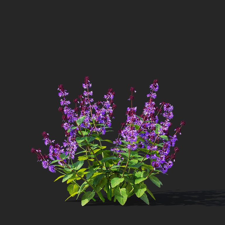 Salvia verticillata (362835) 3D model - Download 3D model Salvia ...