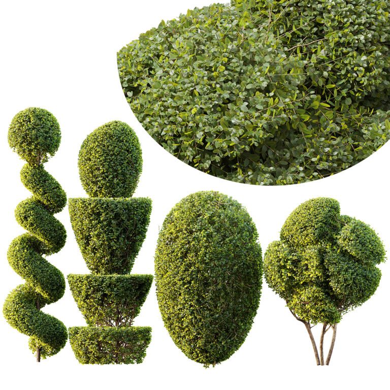 Ficus Concinna topiary Pruned 7 (363098) 3D model - Download 3D model ...