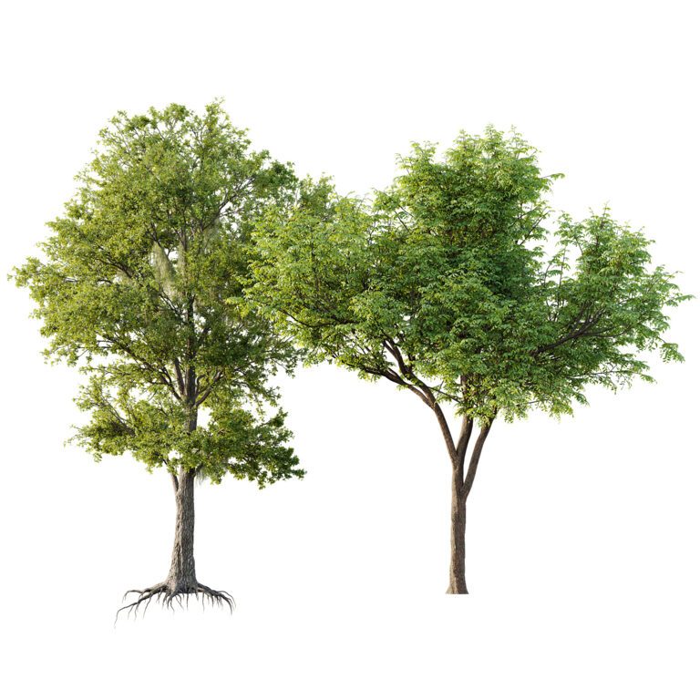 Quercus Serrata and Spanish Moss (364527) 3D model - Download 3D model ...