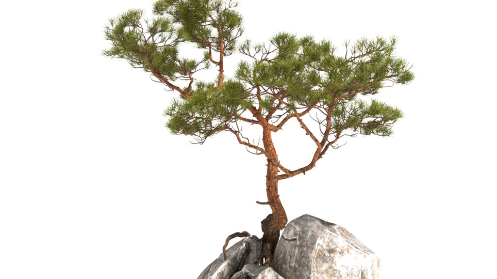 Japanese Tree (365648) 3D model - Download 3D model Japanese Tree ...