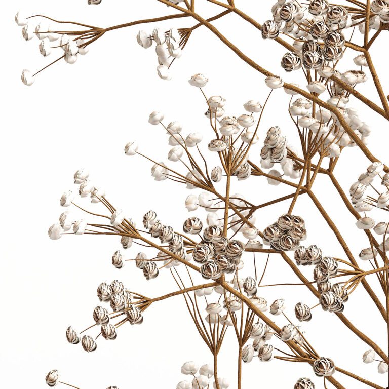 Dry flowers (368846) 3D model - Download 3D model Dry flowers (368846 ...
