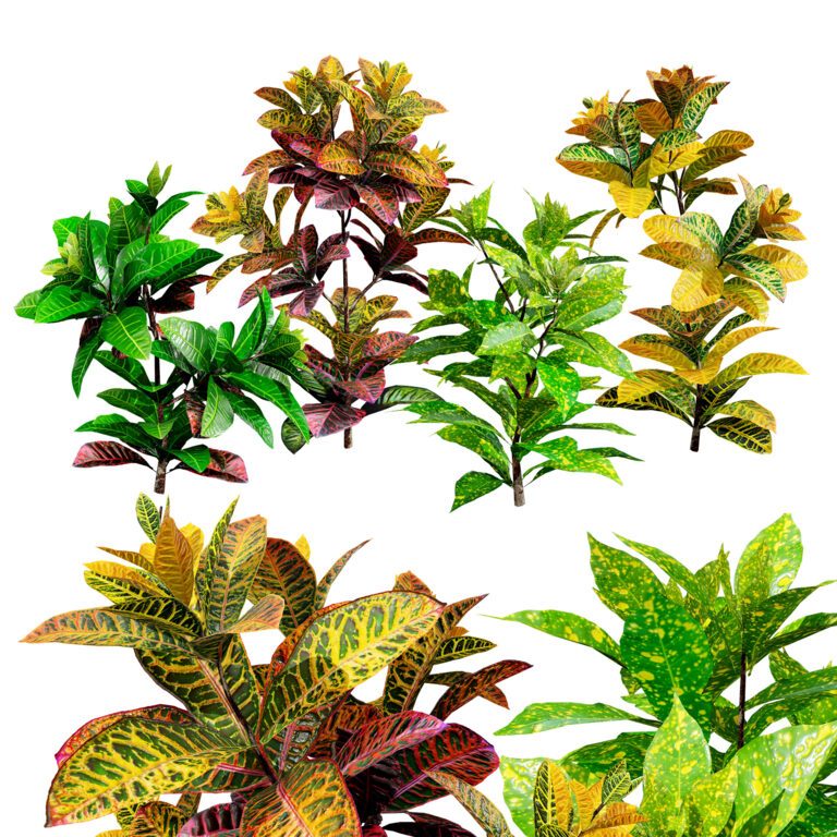 Croton plants 3D Model with Free Tutorial (370927) 3D model - Download ...
