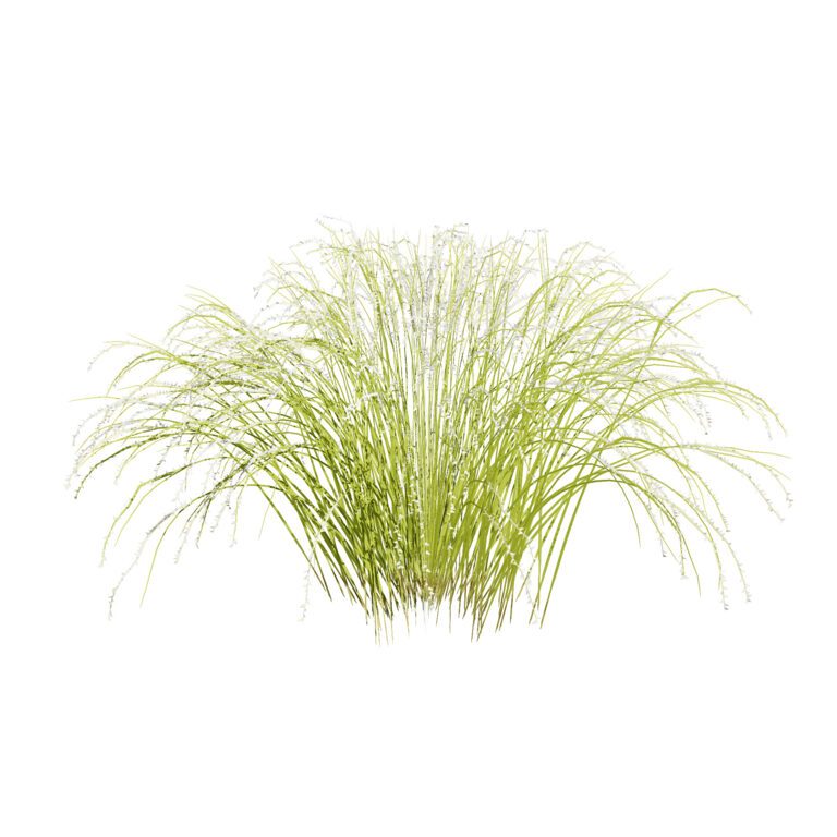 Purple Love Grass Collection (372130) 3D model - Download 3D model ...