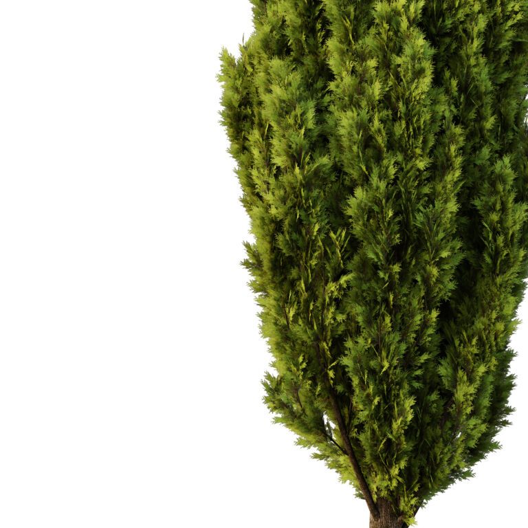 Italian Cypress Tree 01 (372156) 3D model - Download 3D model Italian ...