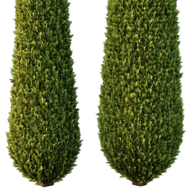 Italian Cypress Tree 02 (372157) 3D model - Download 3D model Italian ...